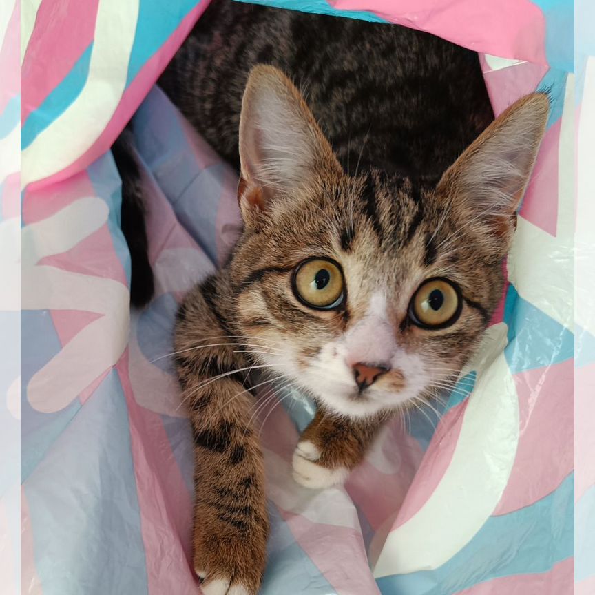 Котёнок Текила
