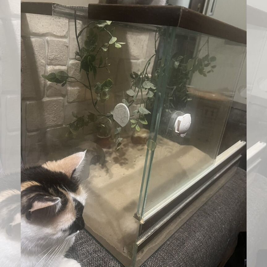 Террариум 50 40 40