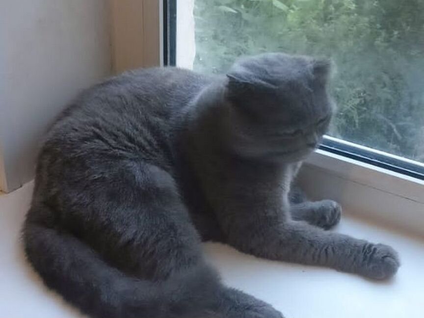 Кошка