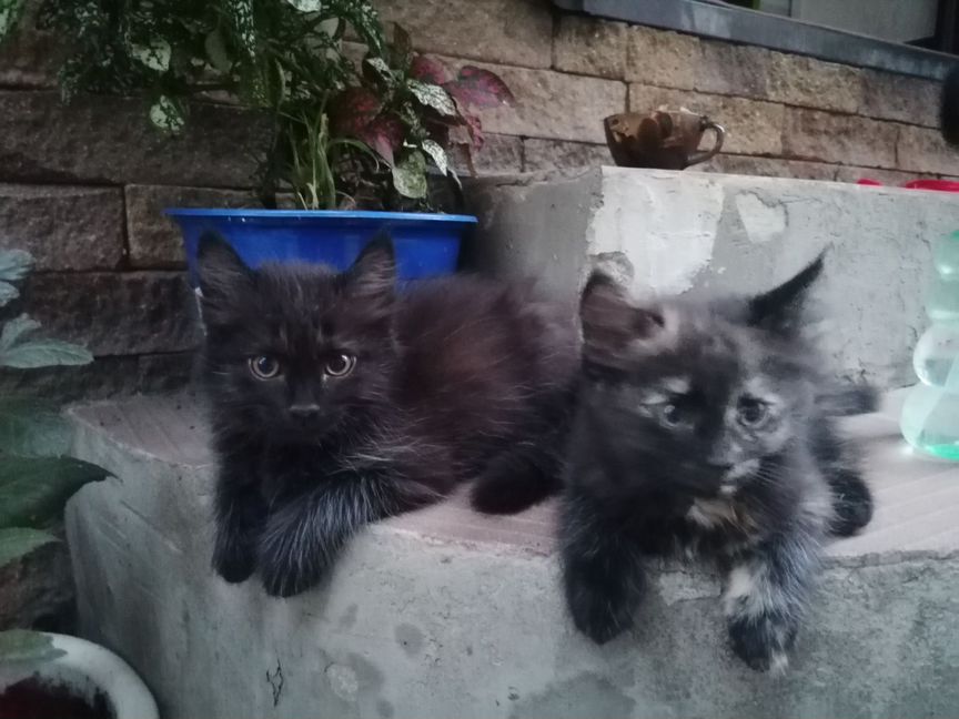Продам хороших котят
