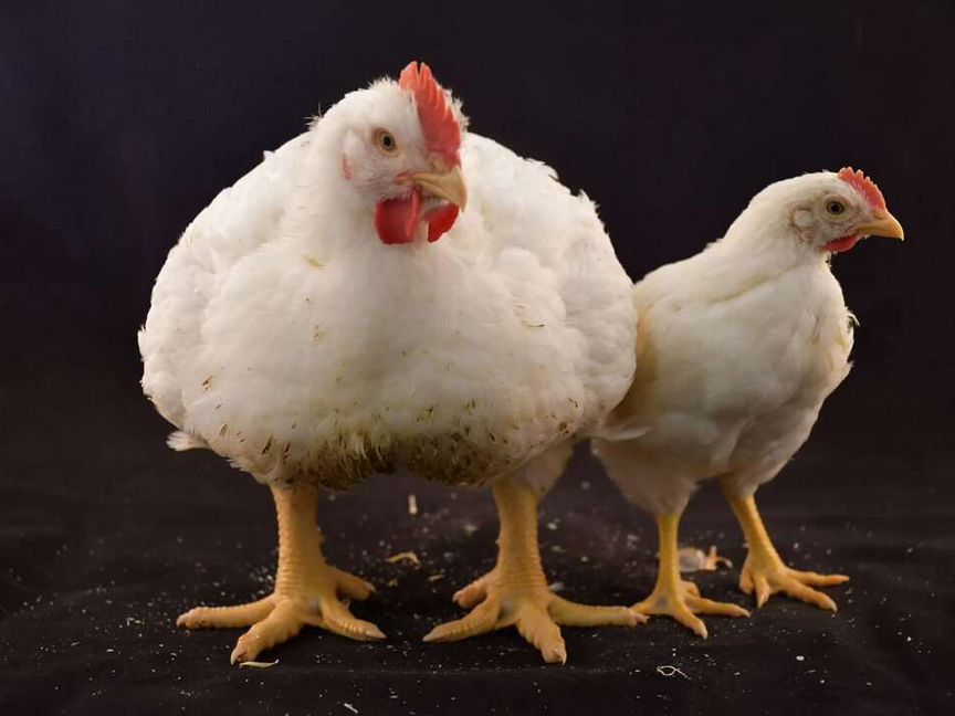 Цыплята бройлерные Росс 308 в наличии