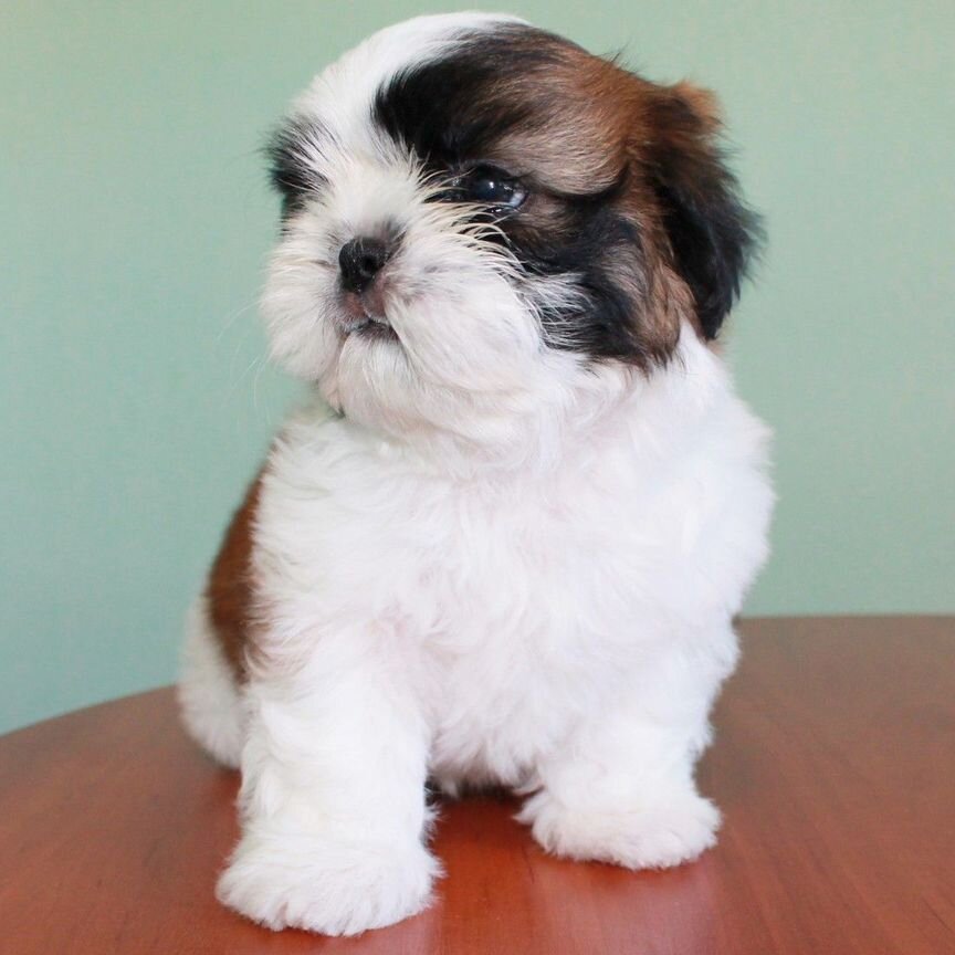 Ши-тцу, щенок