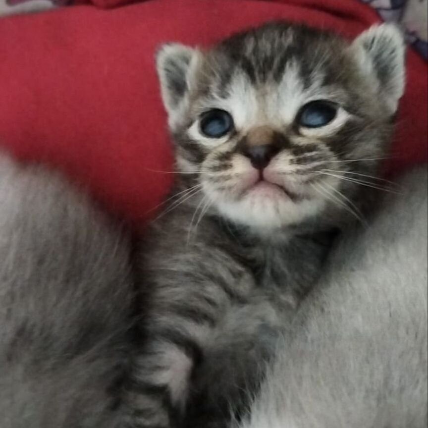 Котята в добрые руки бесплатно