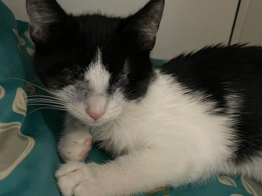 Слепой котенок надеется найти дом