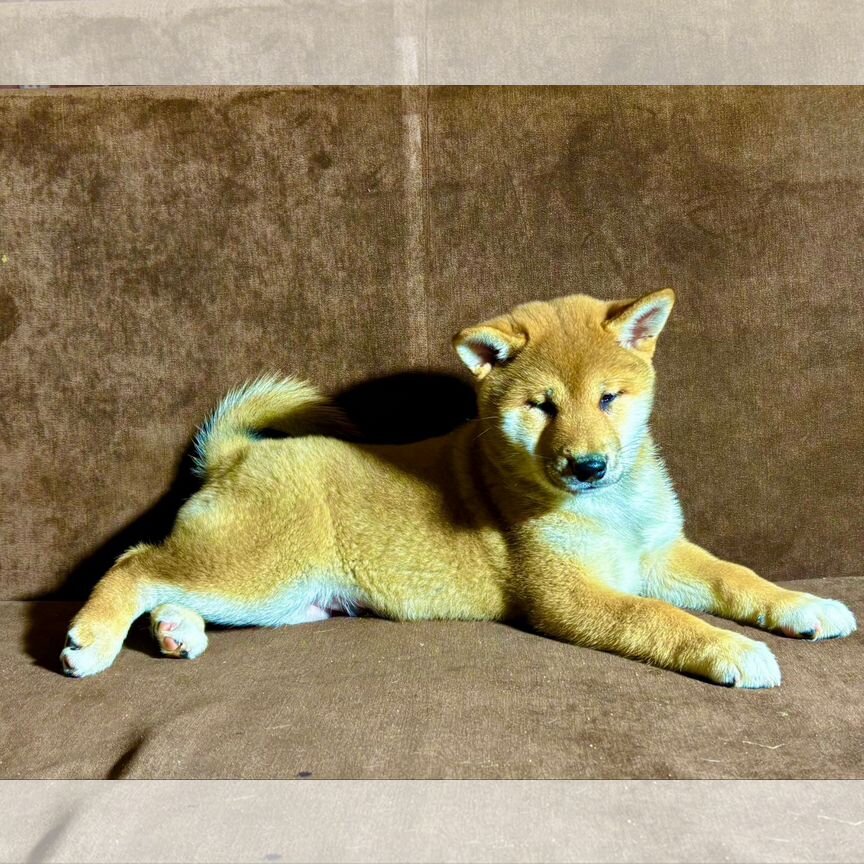 Сиба-ину, щенок