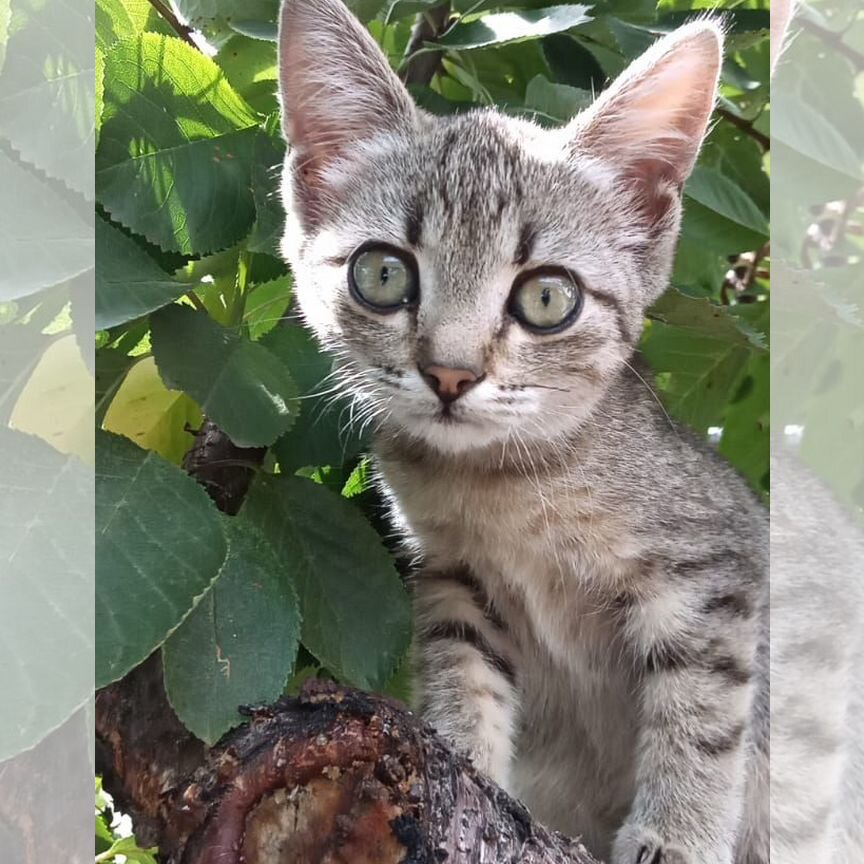 В хорошие руки котика-подкидыша