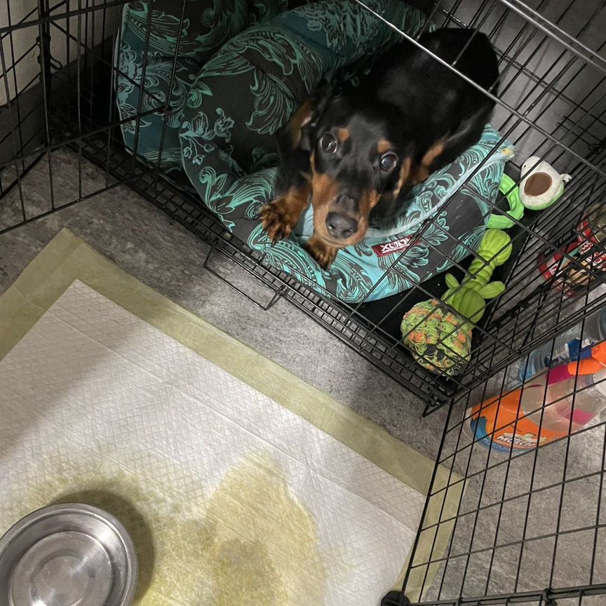 Щенок таксы в добрые руки