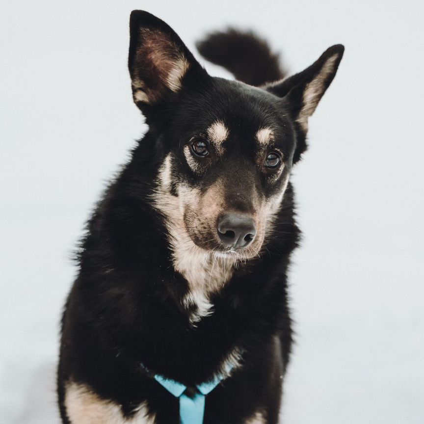 Взрослая собака в добрые руки