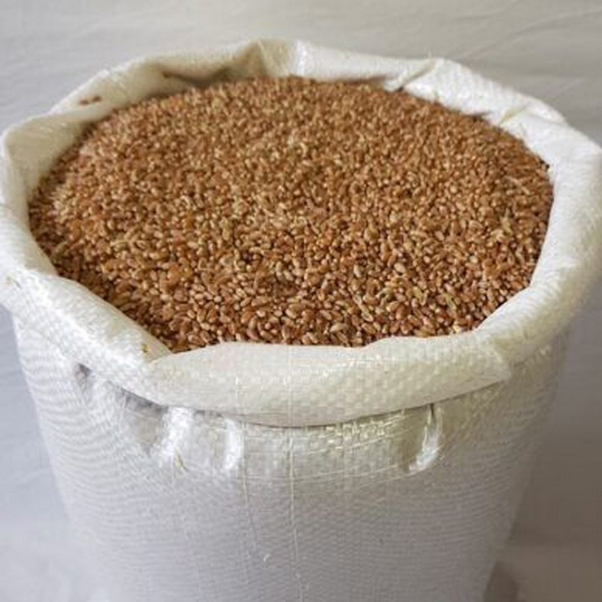 Зерно пшеница