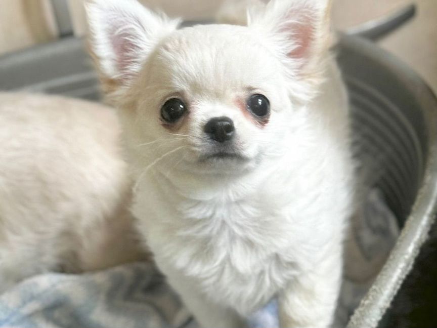 Щенки чихуахуа