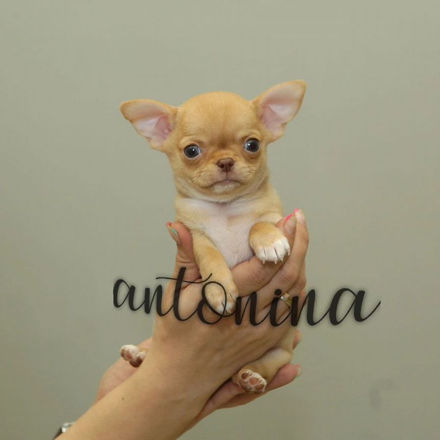 Мини мальчик