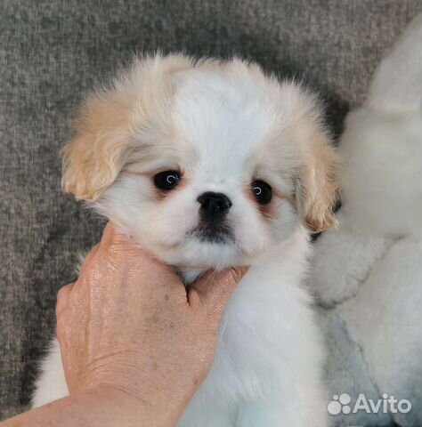 Тикап "мальтипу"