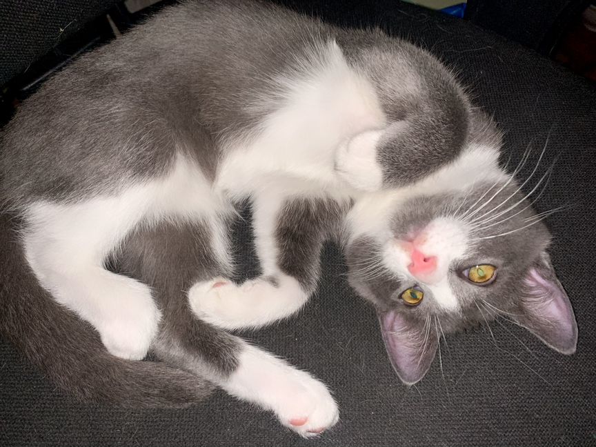 Котик в ответственные руки