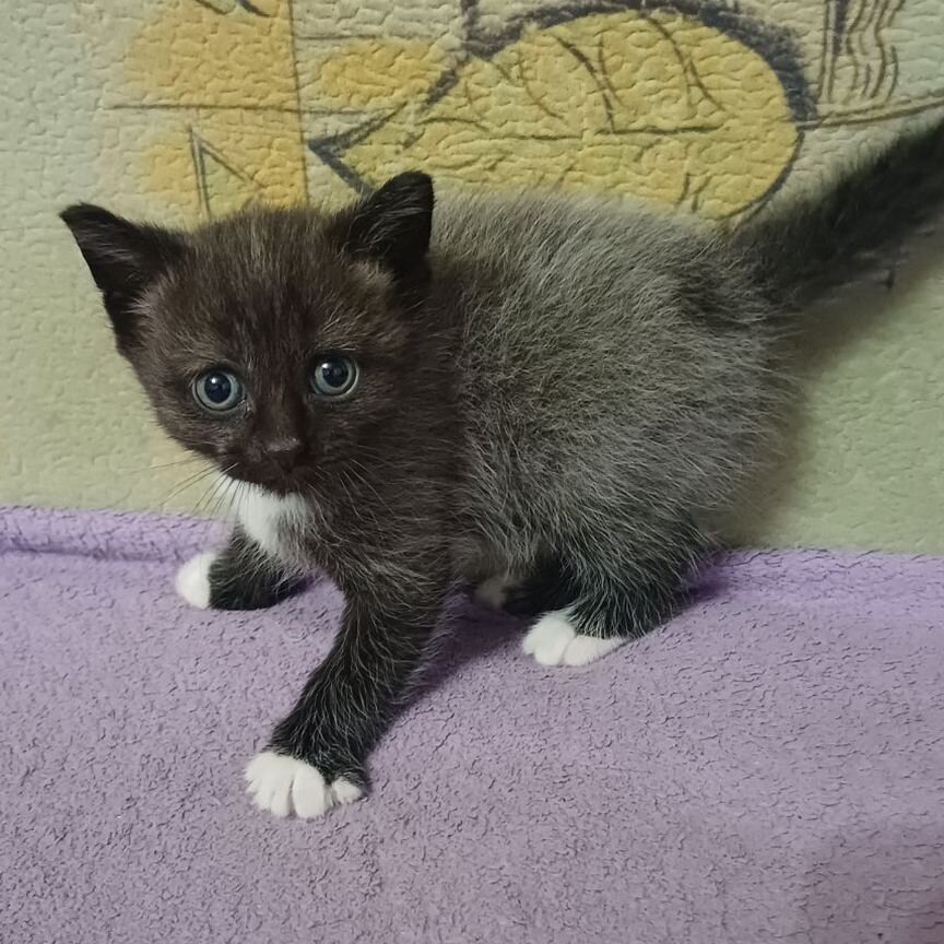 Котёнок в добрые руки