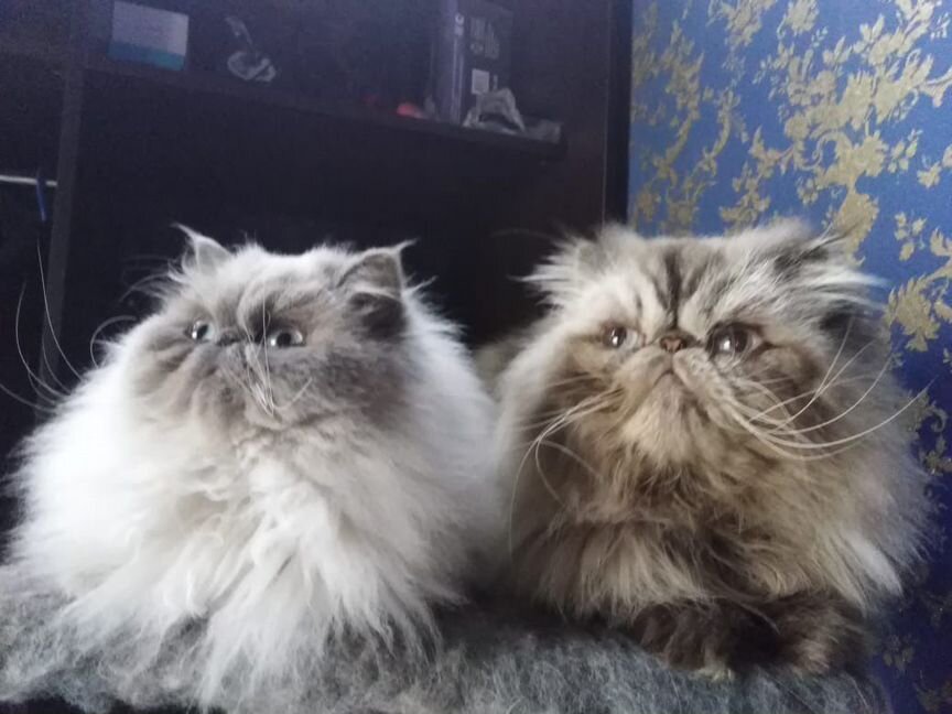 Персы гималайские