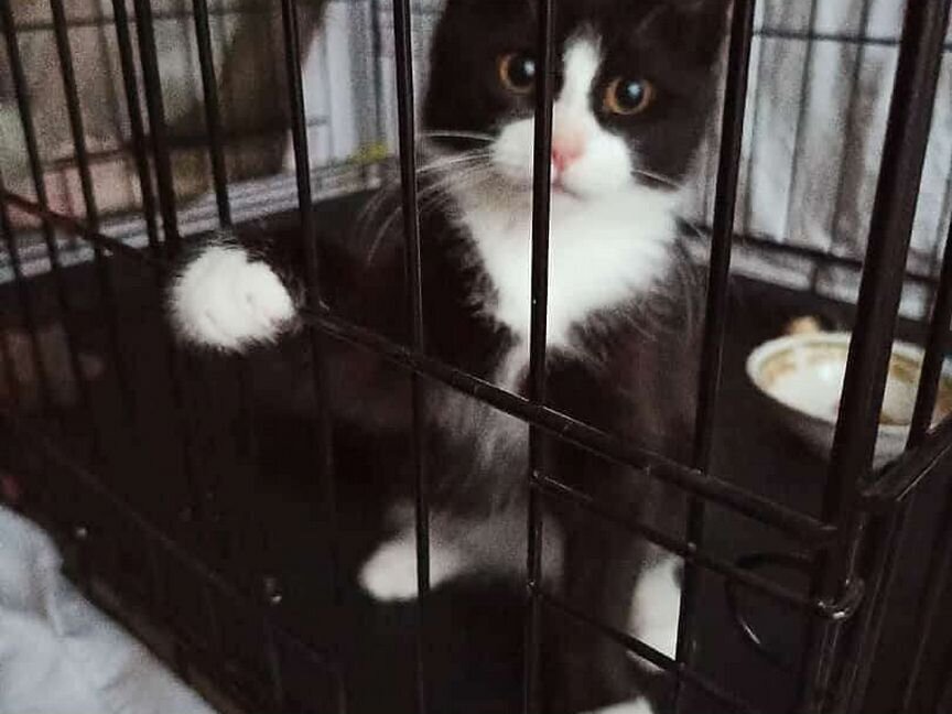 Котята 4 месяца бесплатно