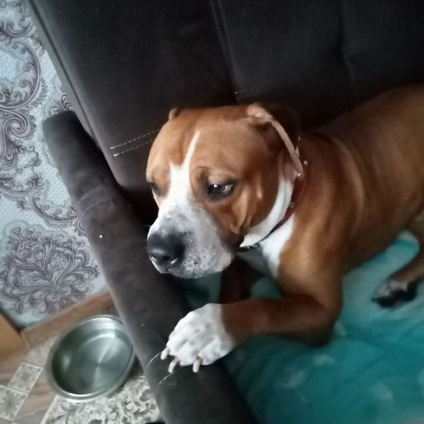 Стаффордширский бультерьер, взрослый пёс