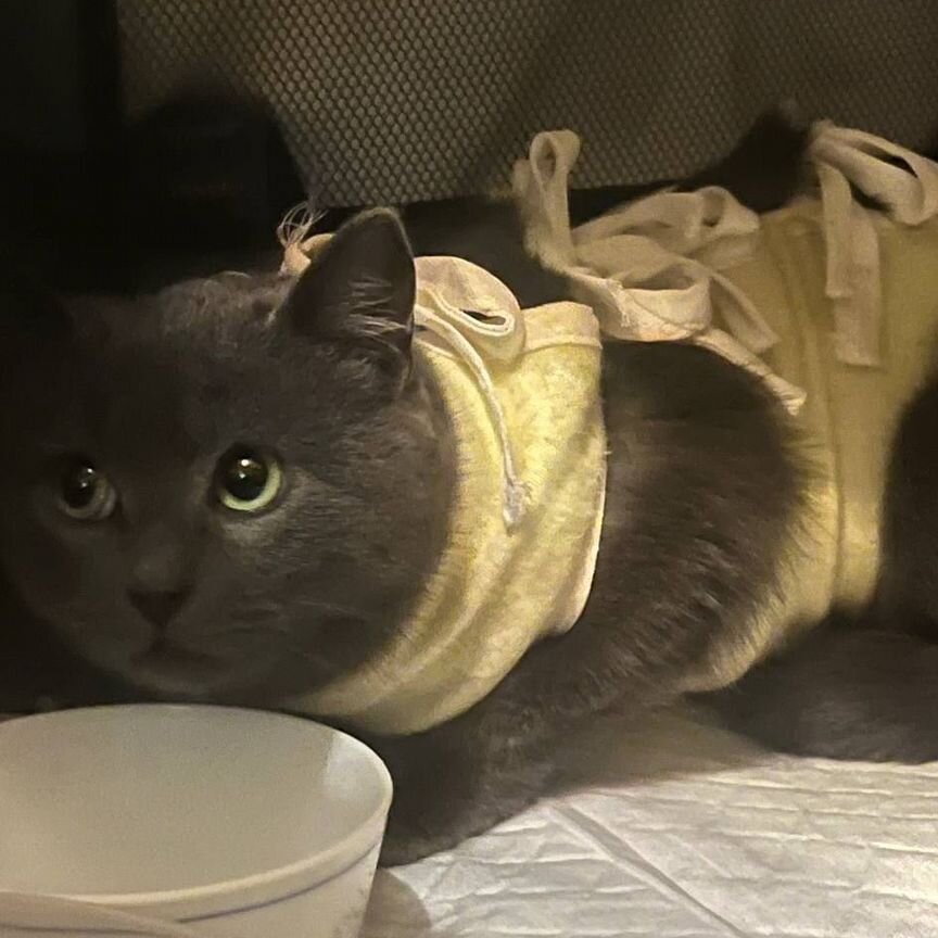 Русский голубой котёнок