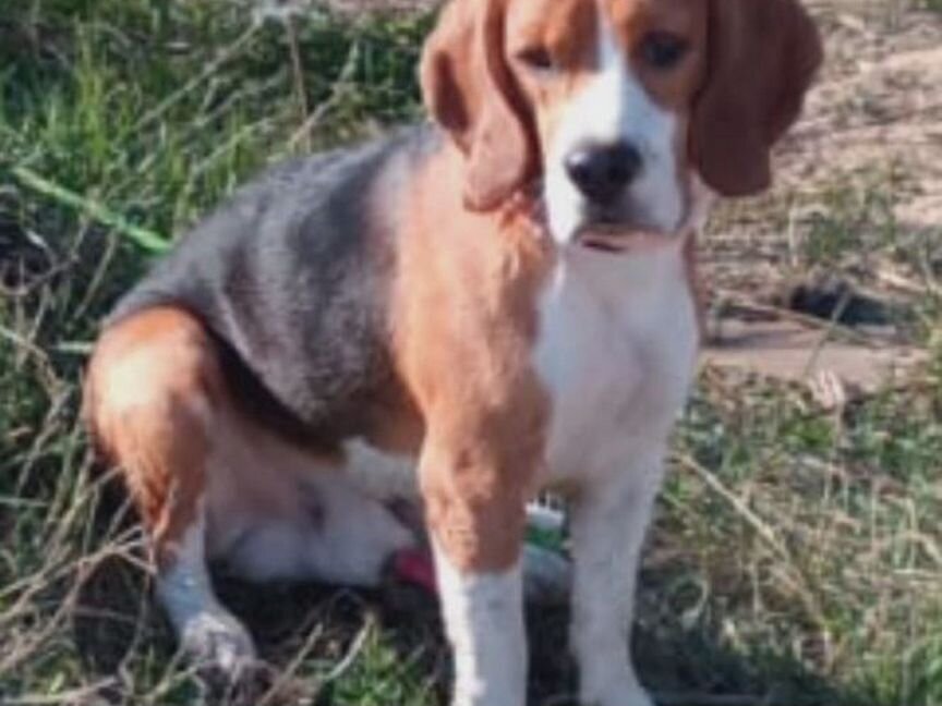 Отдаем бигля в хорошие руки