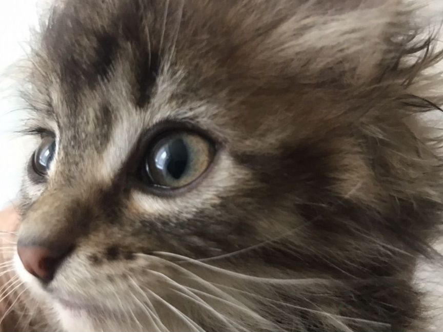 Кошечка, 1,5 мес