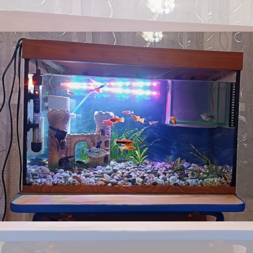 Аквариум на 80 литров с крышкой и всем содержимым