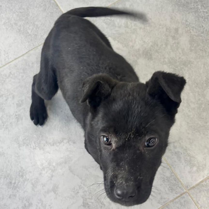 Я Молли, ищу дом