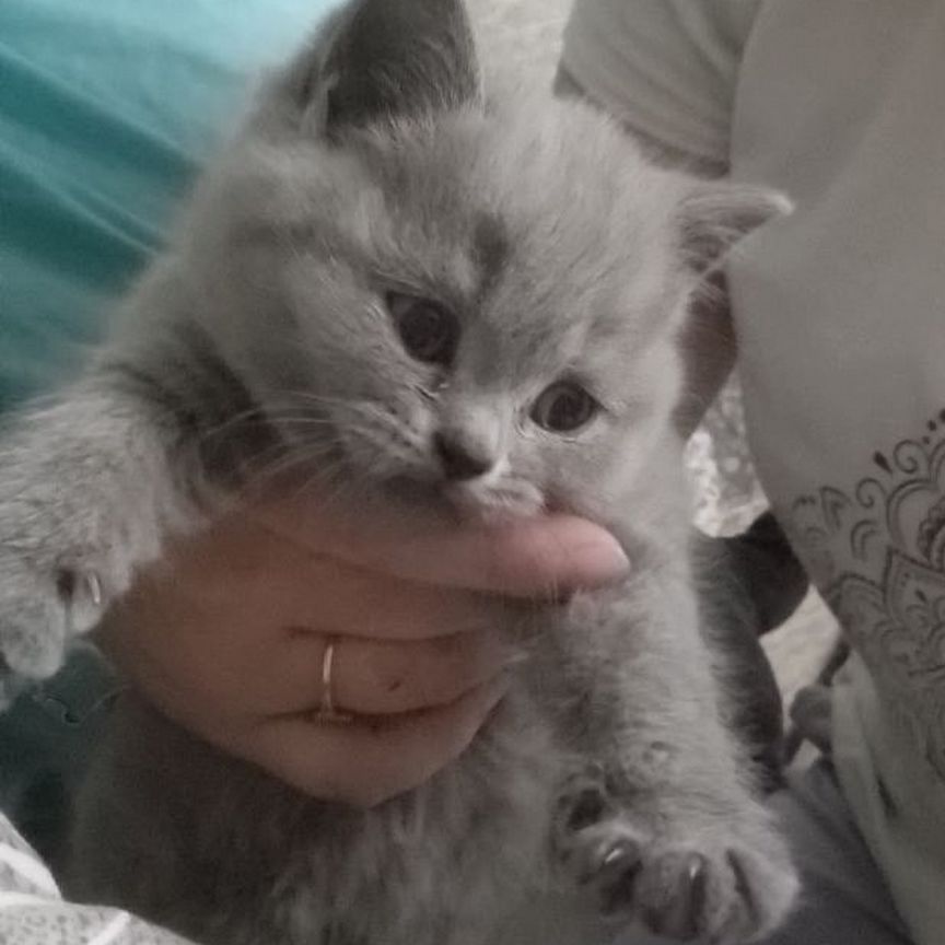 Шотландская