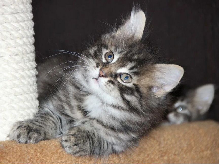 Котики от Мейнкуна