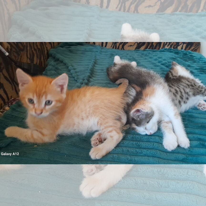 Котята в добрые руки