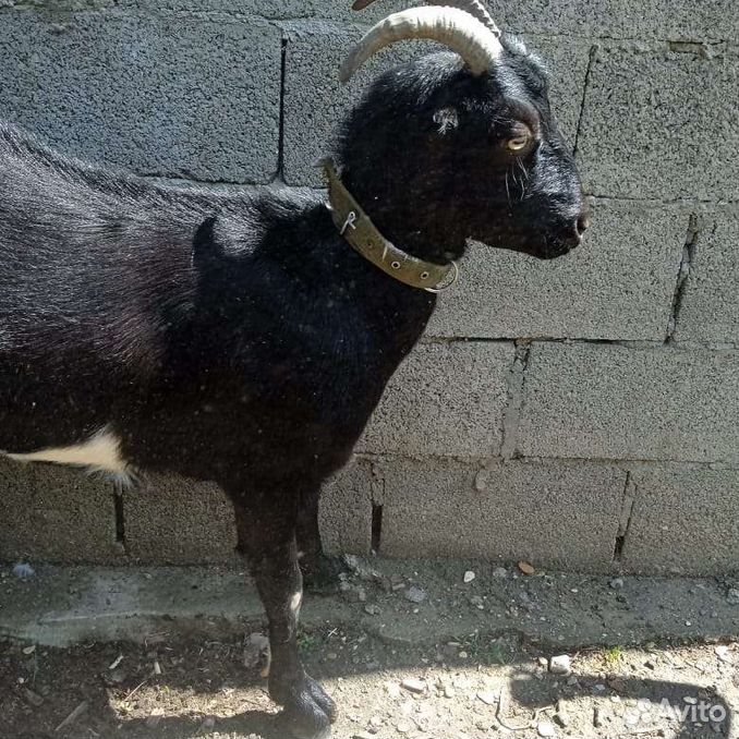 Продам козу породы ламань