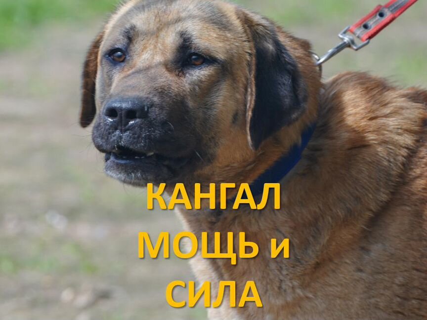 Эффектная серьезная деваха (кангал)