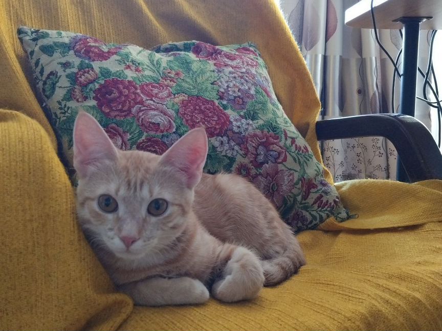 Молодая кошка охотница