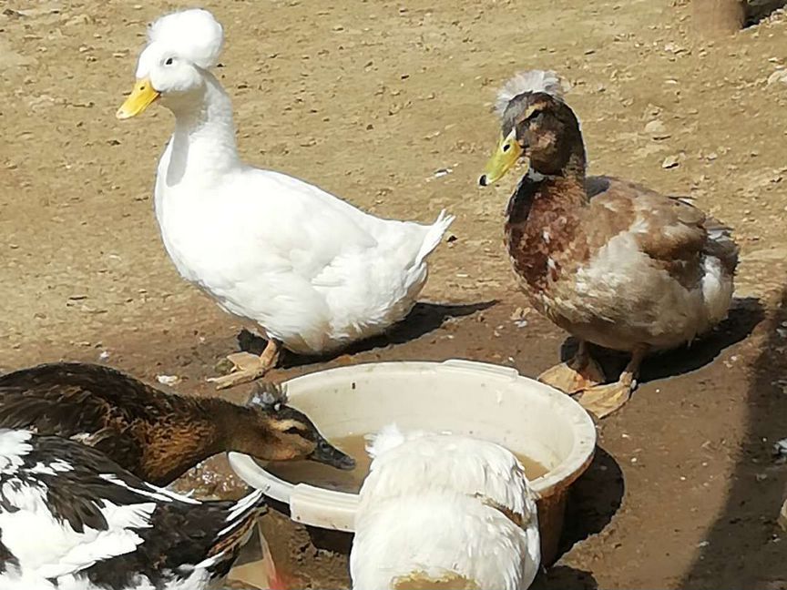 Утята хохлатые