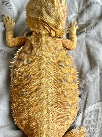 Бородатая агама самка