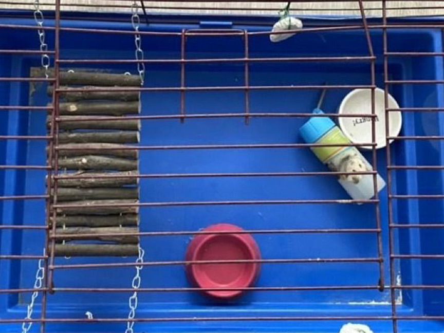 Клетка + подарки