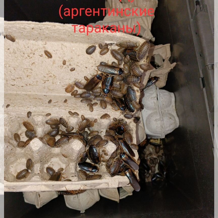 Мраморный, Аргентинский, Мадагаскарский таракан