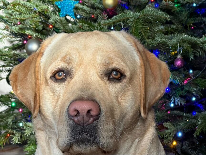 Вязка собак лабрадор