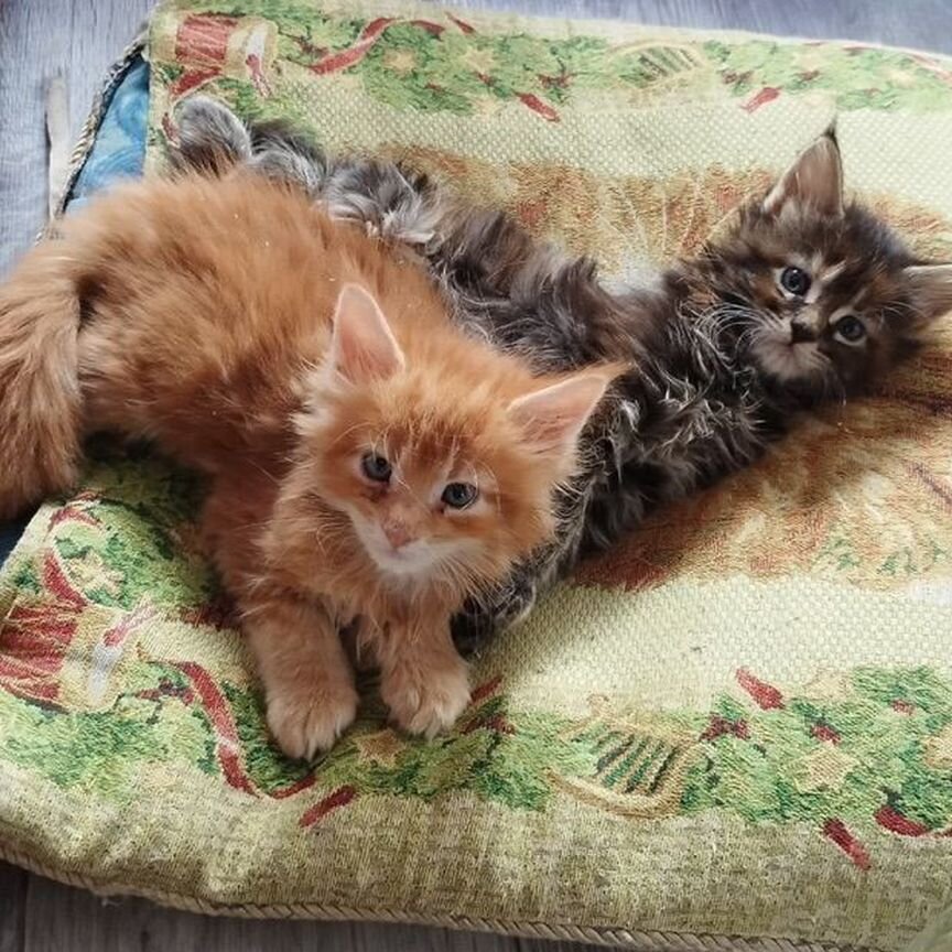 Мейн-кун котёнок