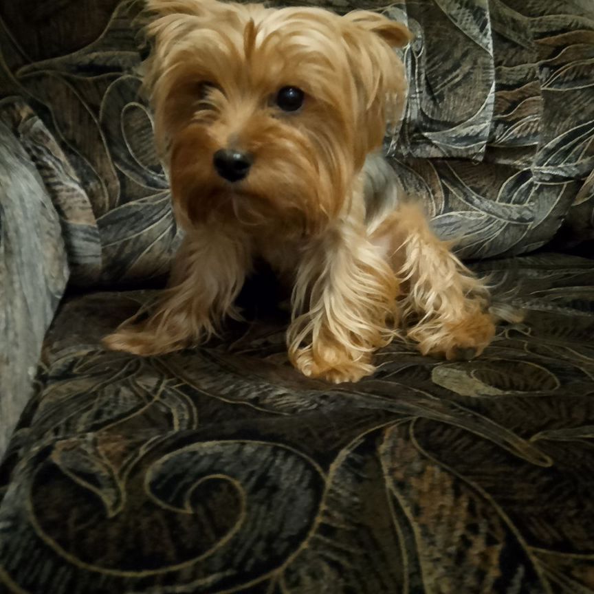 Йоркширский терьер