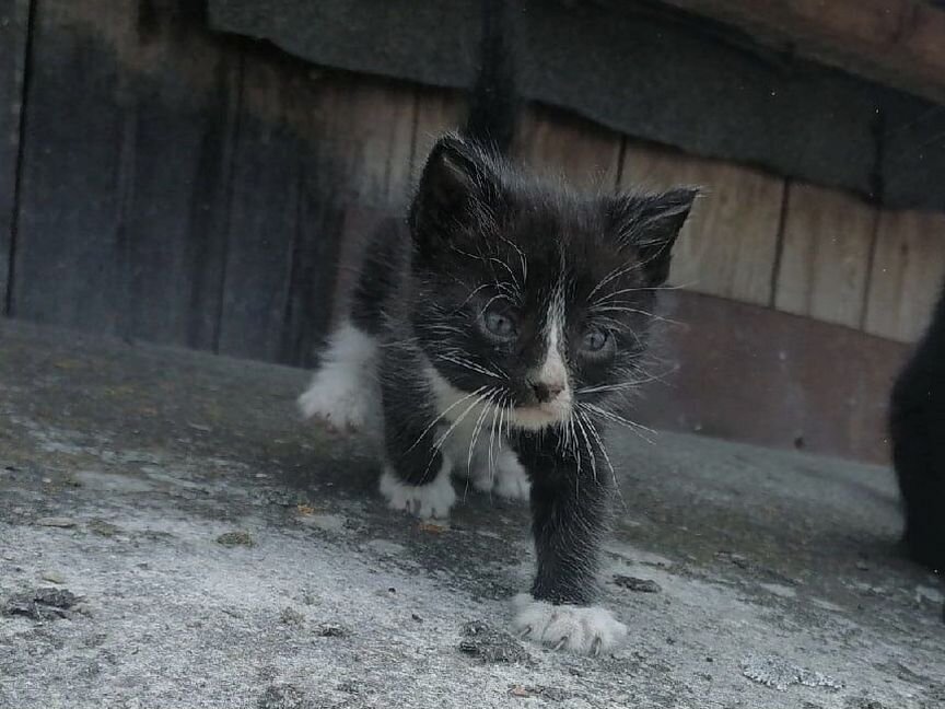 Два котенка