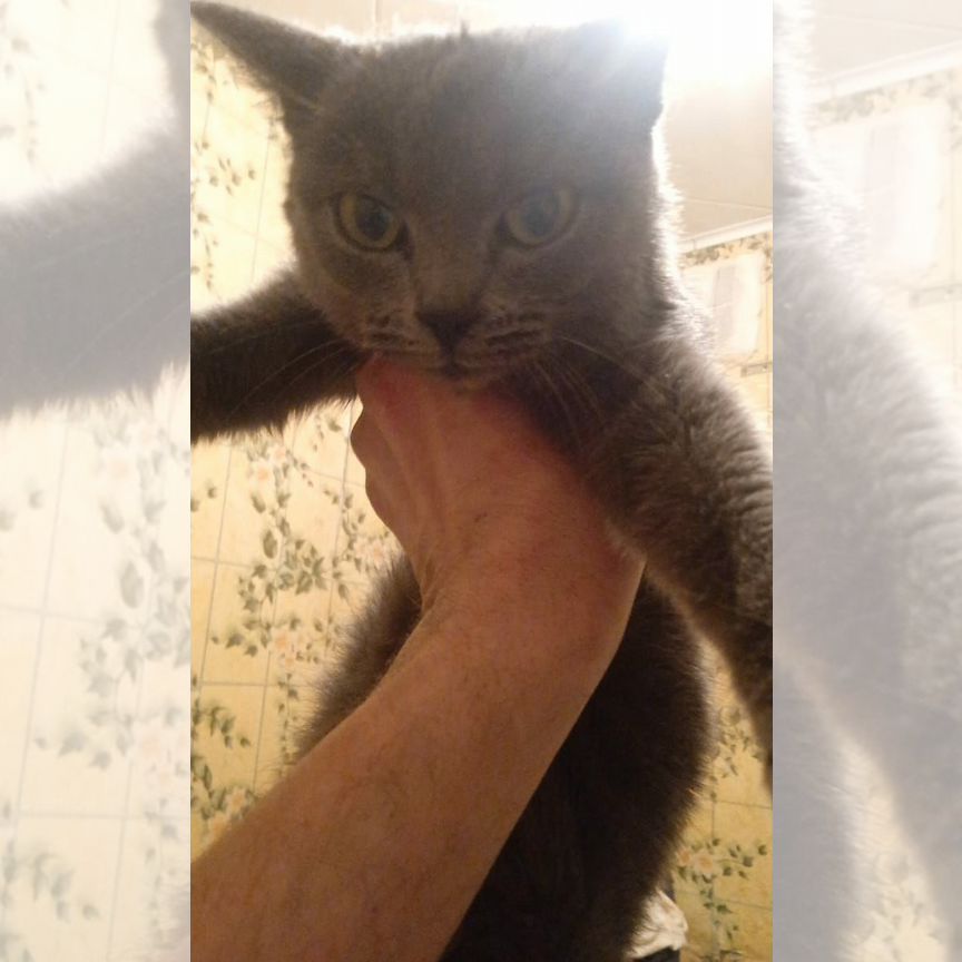 Русский голубой котёнок