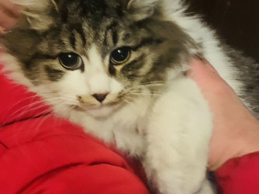 Сибирский котик