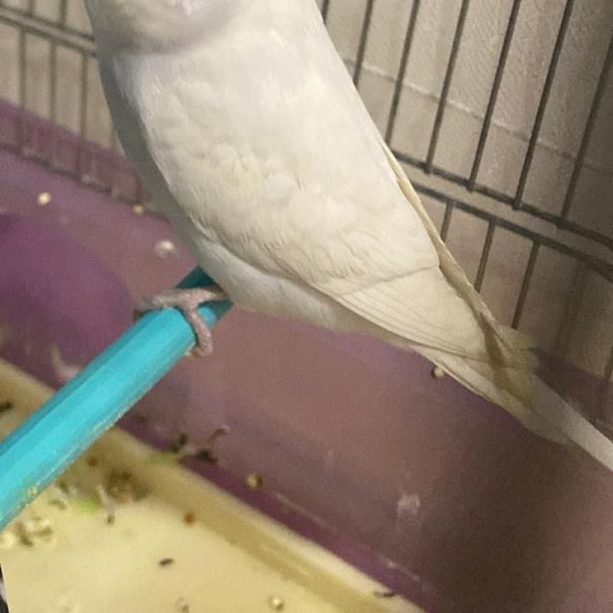 Волнистый попугай