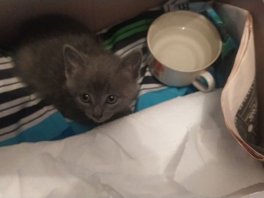 Серый котенок