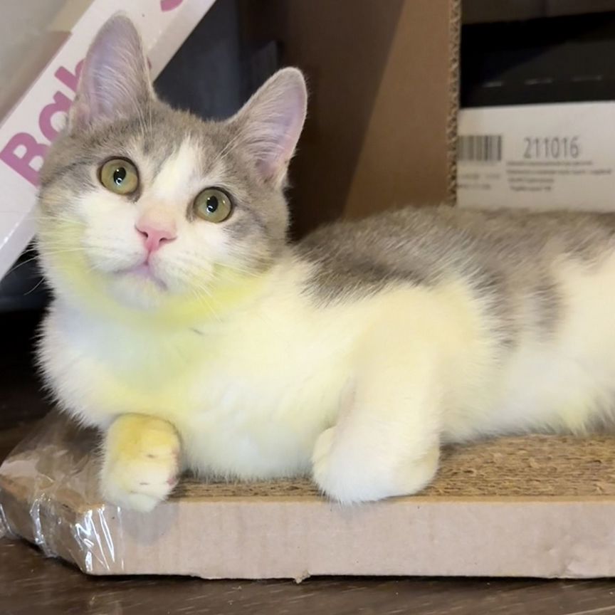 Котёнок в добрые руки