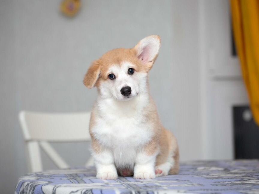 Мальчишки Вельш Корги Пемброк