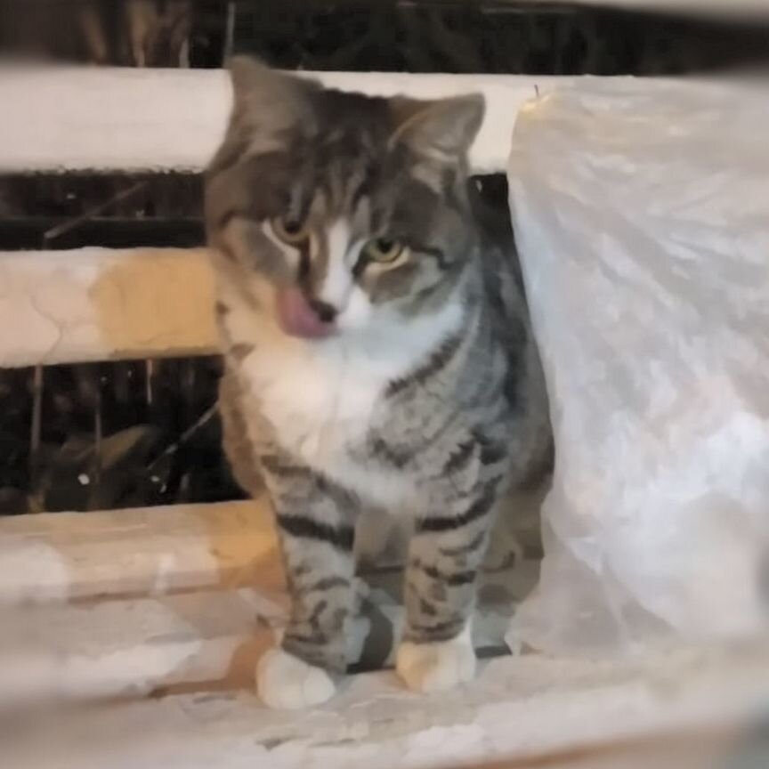 Молодая, ласковая кошка Бусинка живет на улице