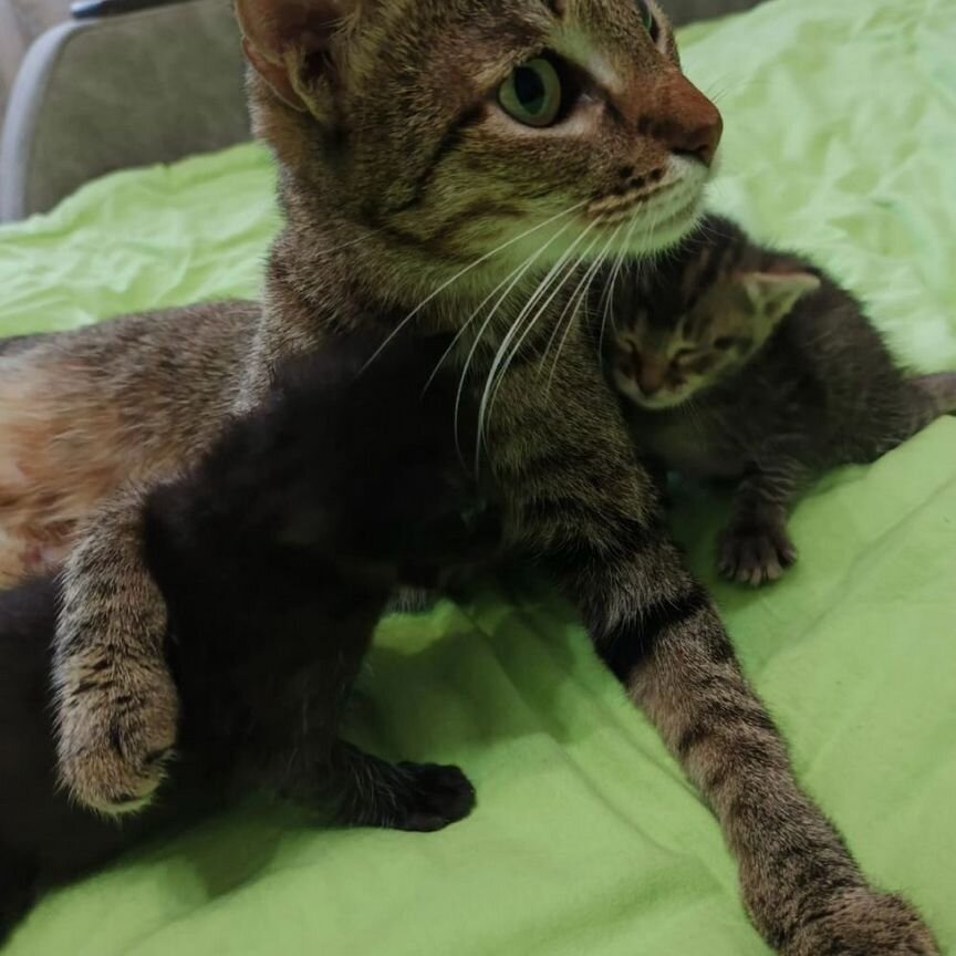 Котята в дар