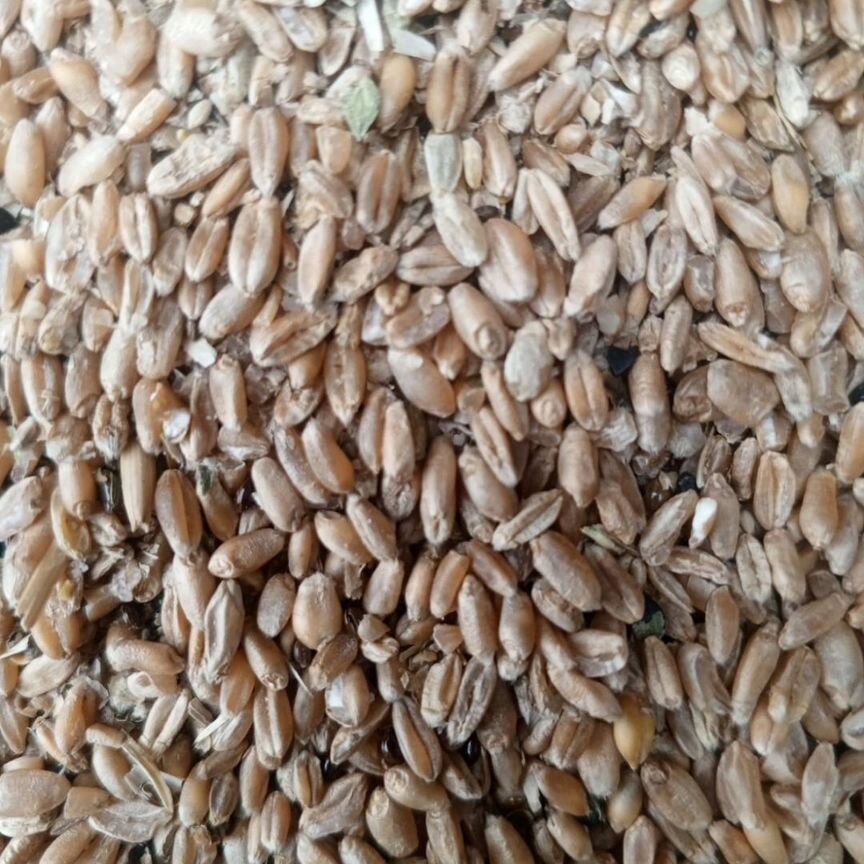 Зерноотходы пшеничные