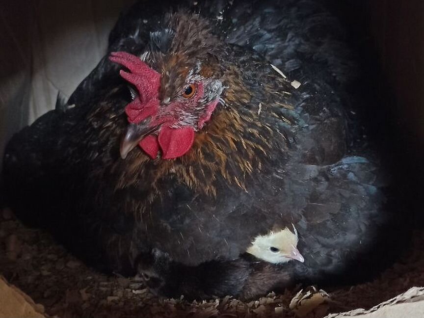 Курица клушка